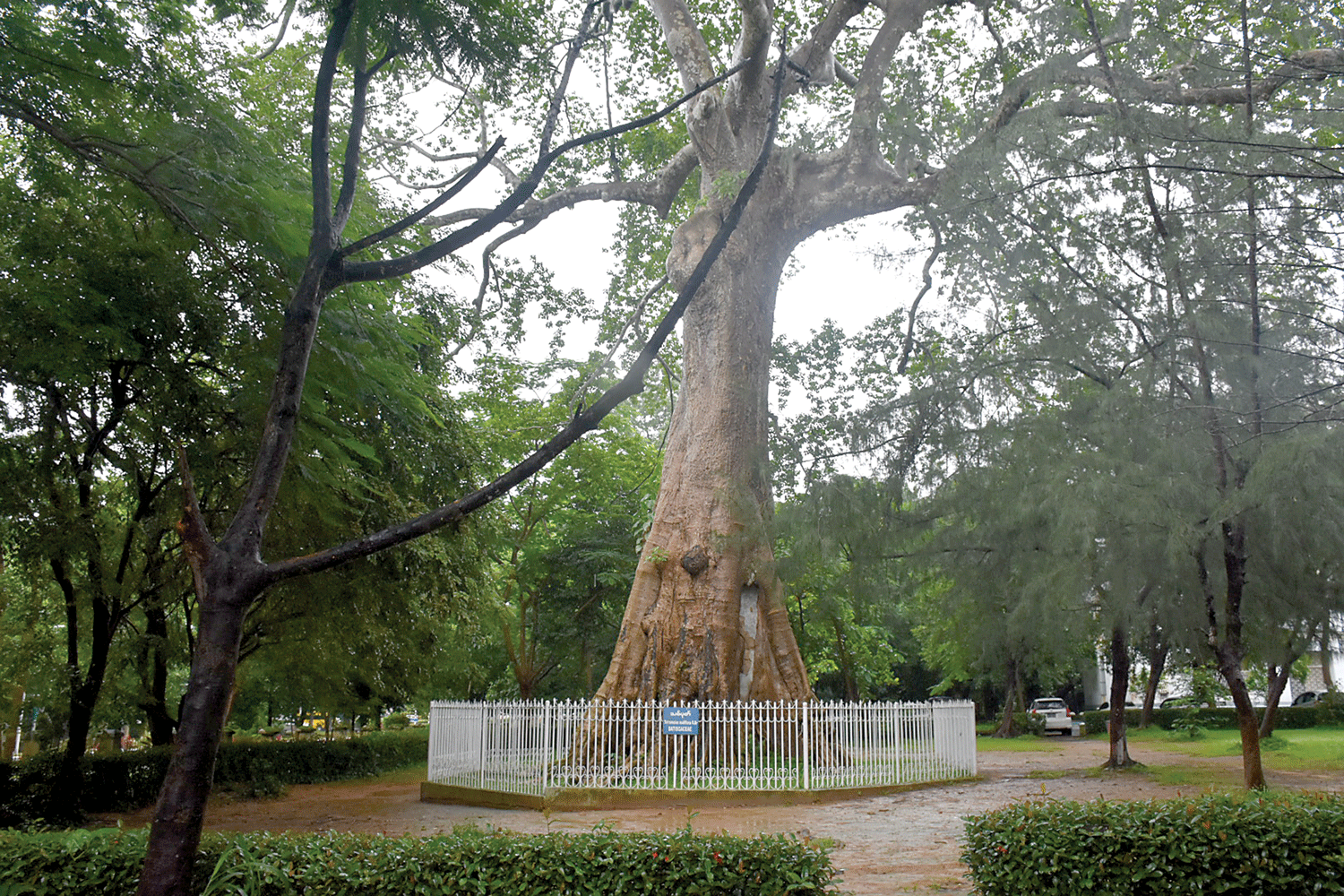 Old Thitpok Tree gets blue plaque from Yangon Heritage Trust | Eleven ...