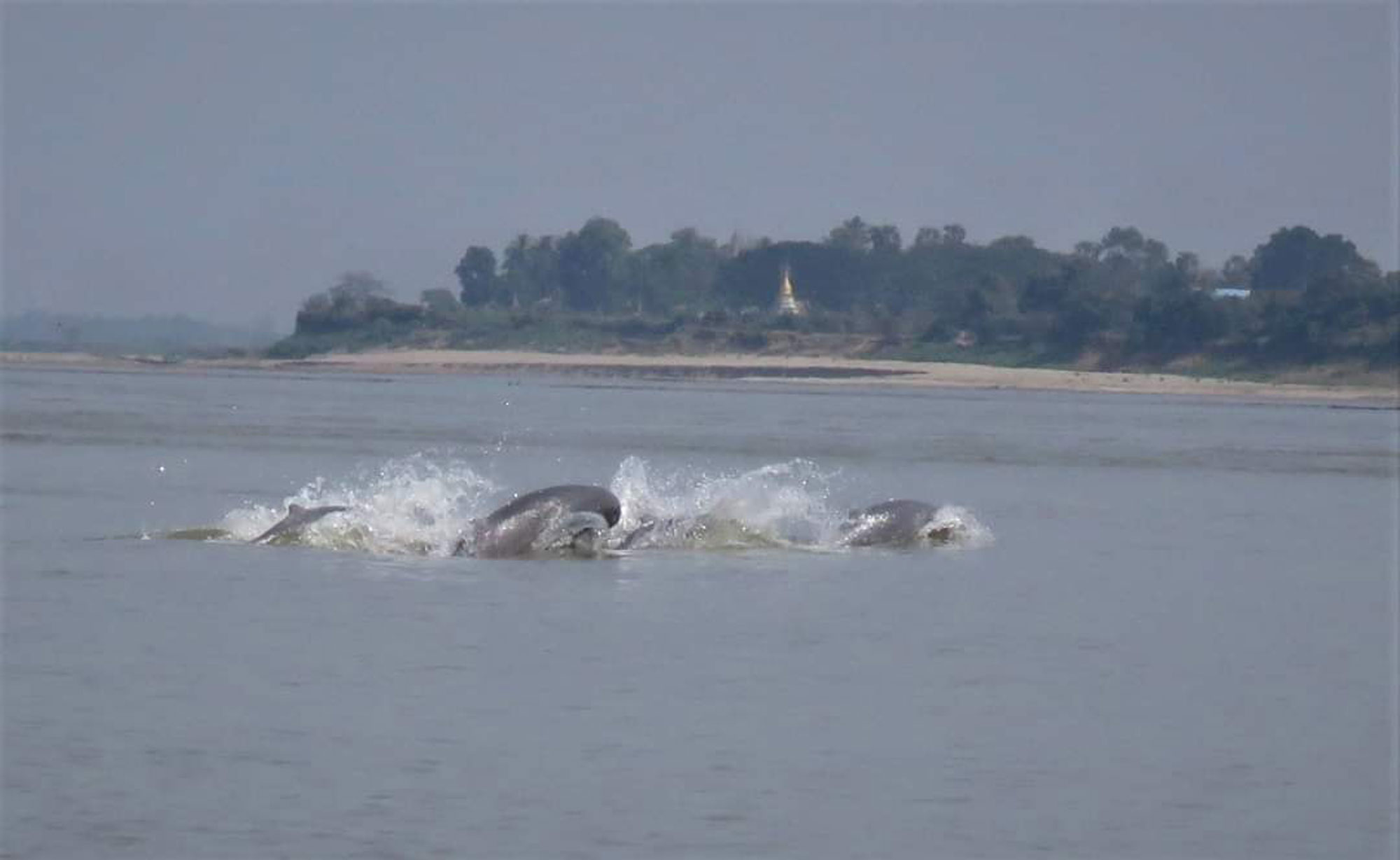 Irrawaddy dolphin population data to be collected in February | Eleven ...