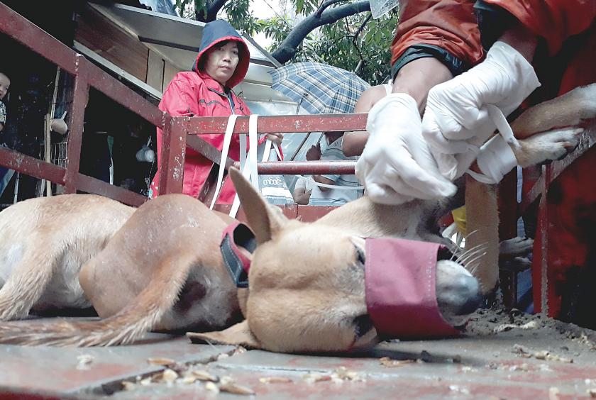 Around 60,000 dog bites reported in six months | Eleven Media Group Co ...