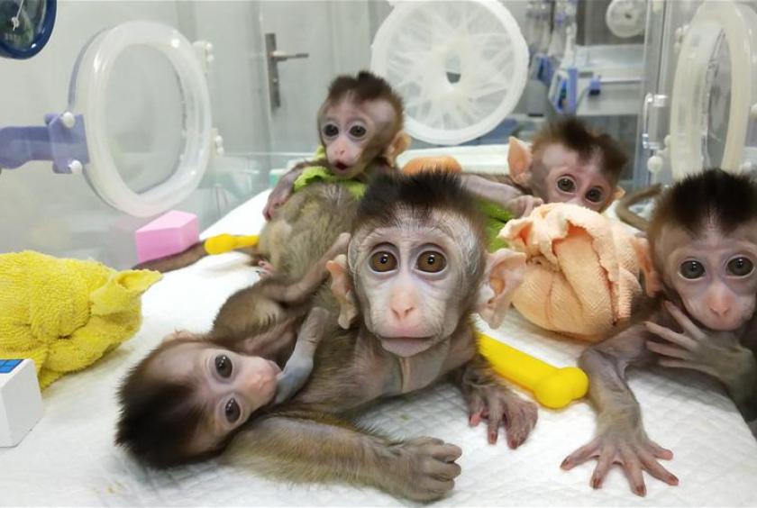 Cloned monkeys shed light on circadian disorders | #AsiaNewsNetwork ...
